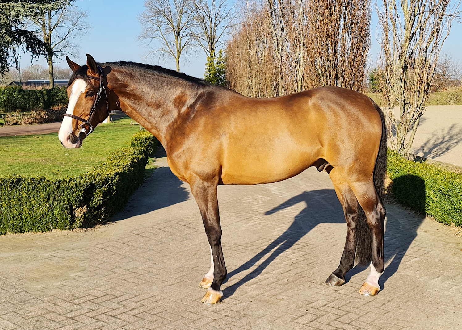 Jumper, hunter and Equitation horses for sale - European sporthorses ...