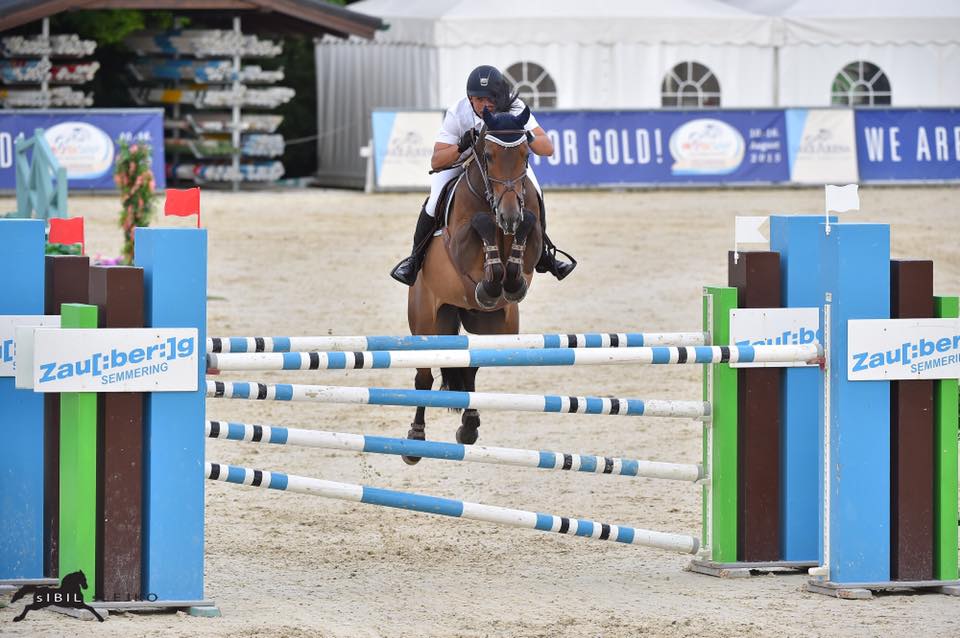 Successful from European Sporthorses, european hunter and jumper with ...