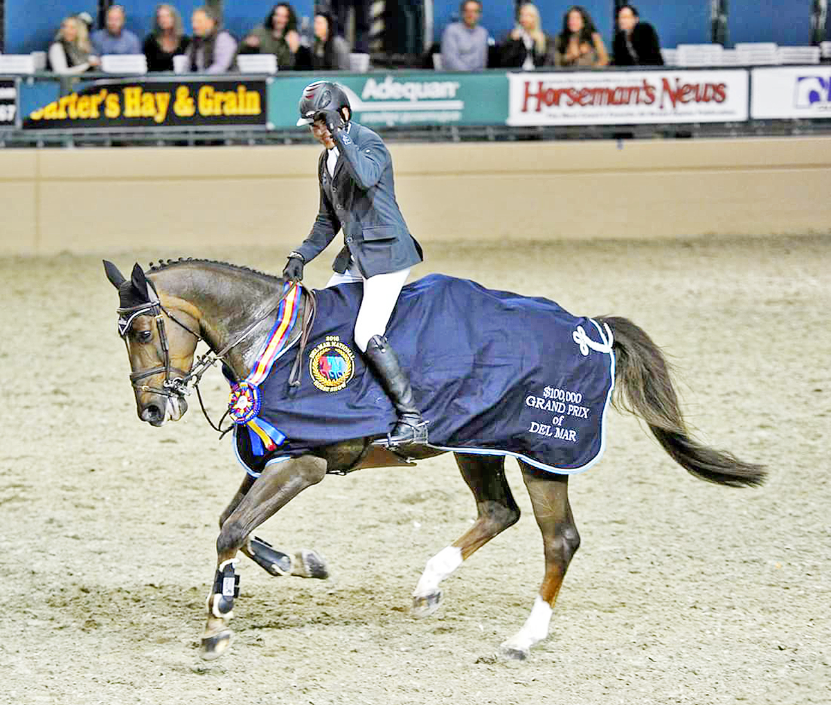 Jumper, hunter and Equitation horses for sale - European sporthorses ...