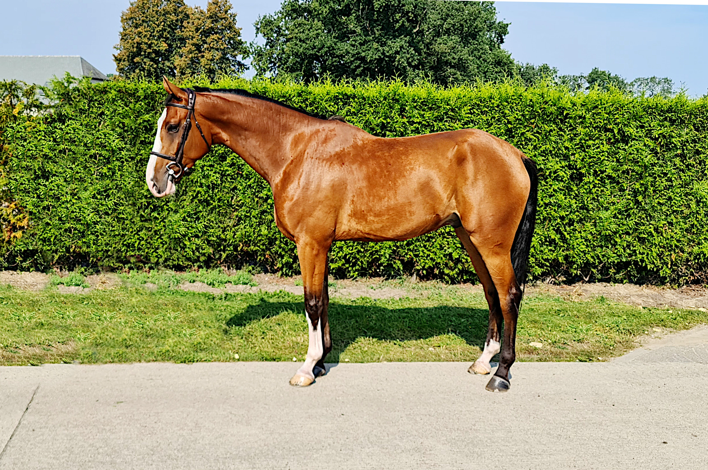 Jumper, hunter and Equitation horses for sale - European sporthorses ...