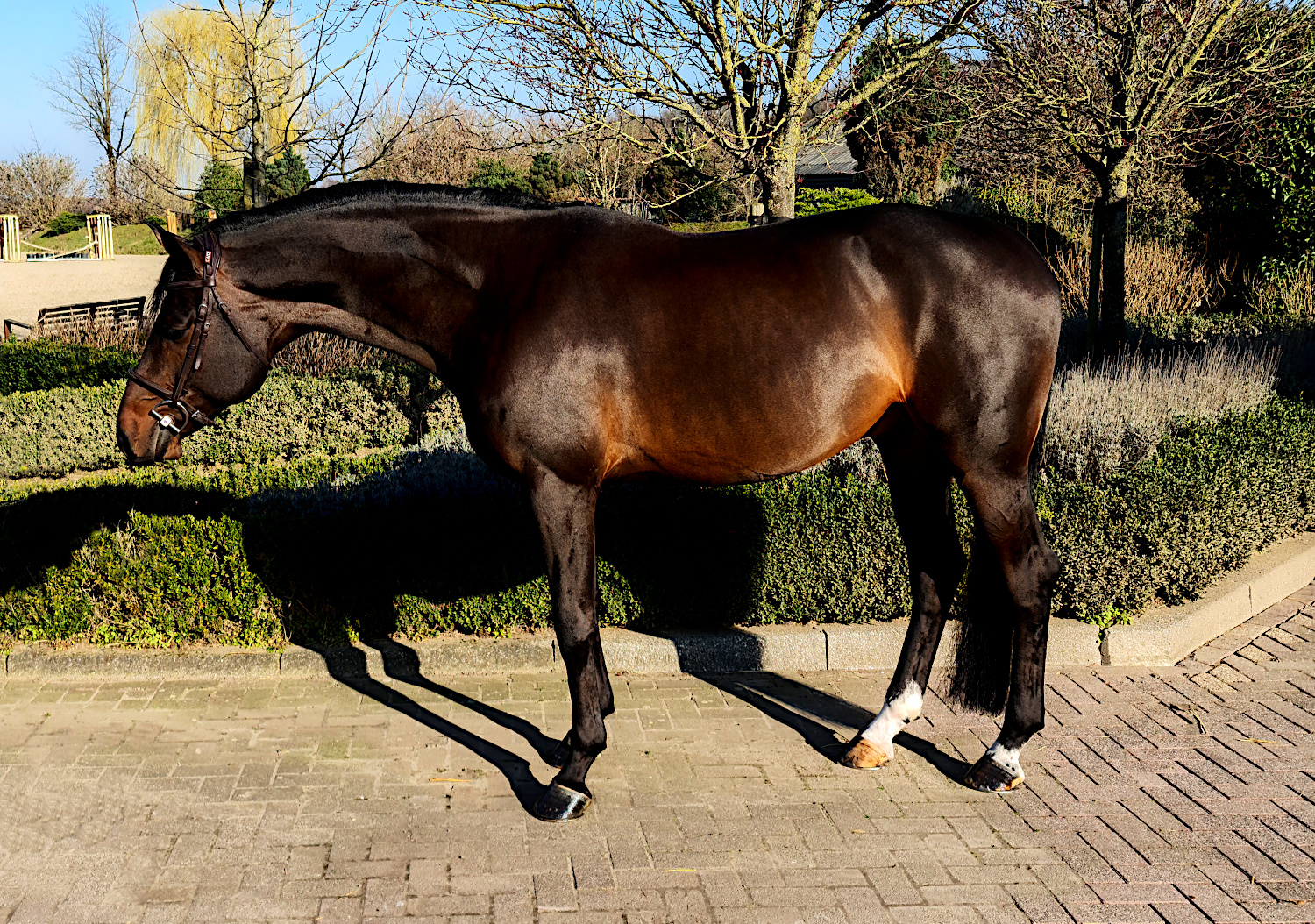 Successful from European Sporthorses, european hunter and jumper with ...