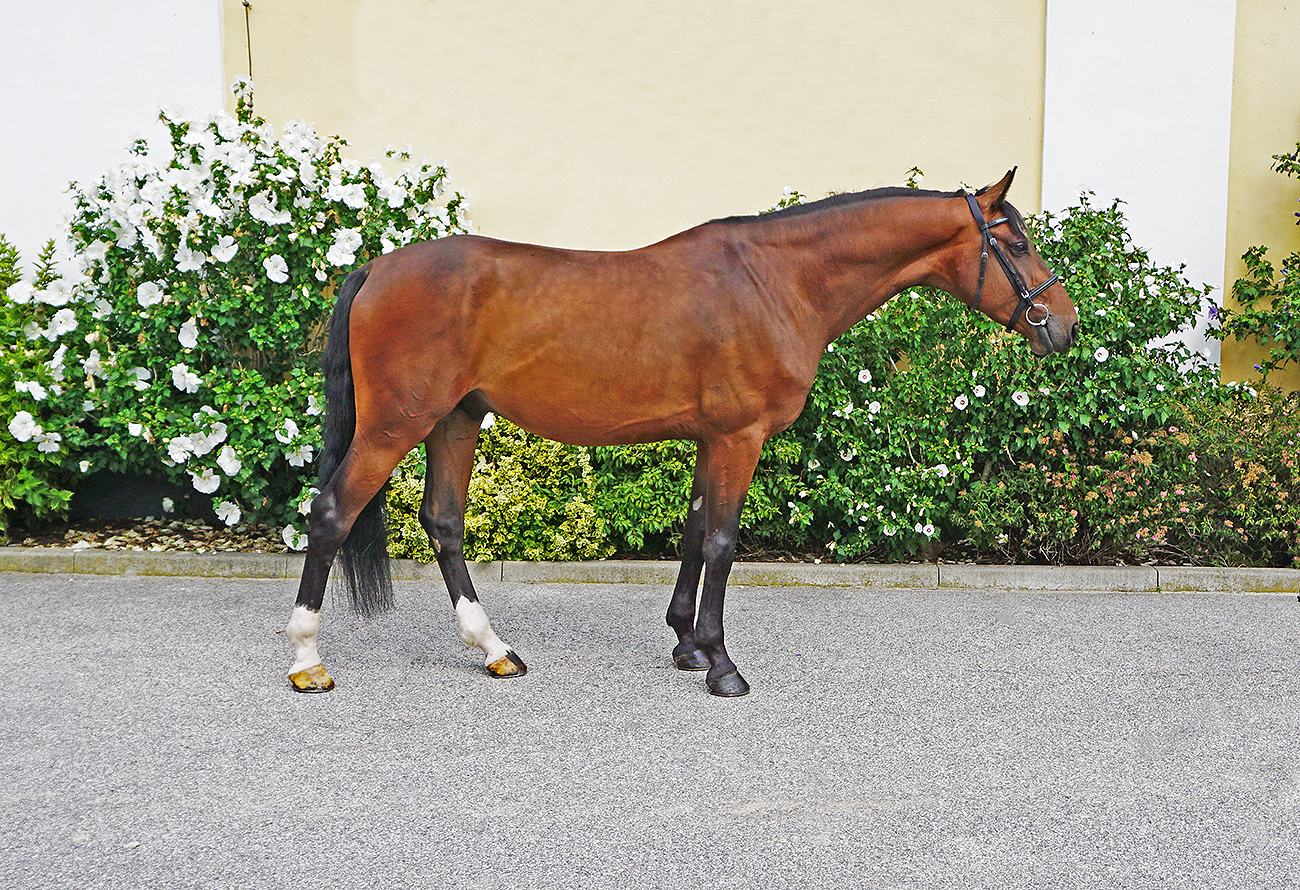 Successful from European Sporthorses, european hunter and jumper with ...