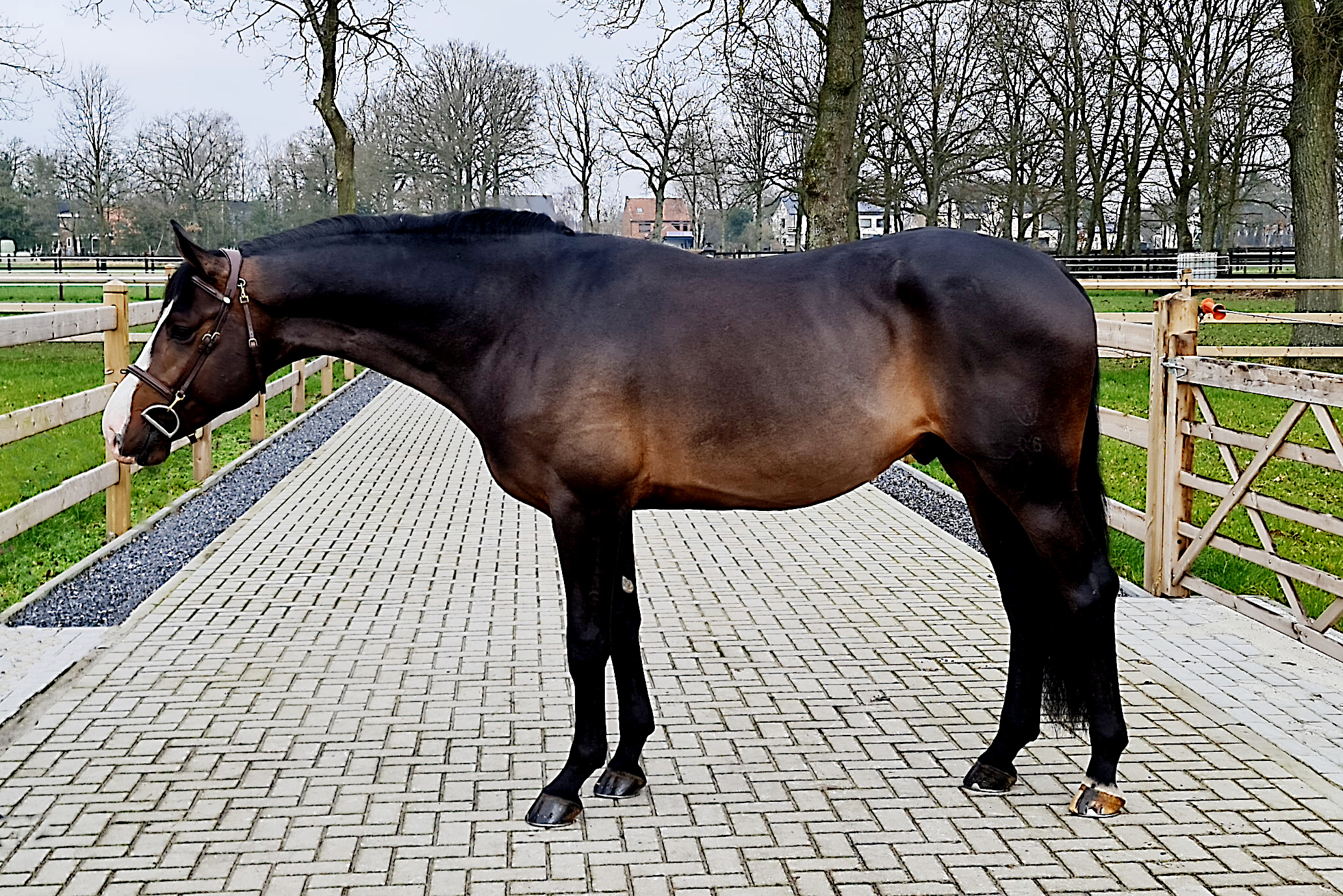 Successful from European Sporthorses, european hunter and jumper with ...